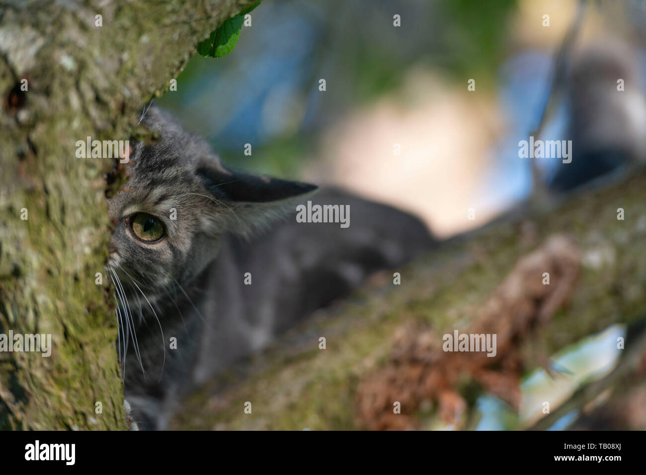 A Grey Pet Kitten Climbing a Tree and Hiding Stock Photo - Alamy
