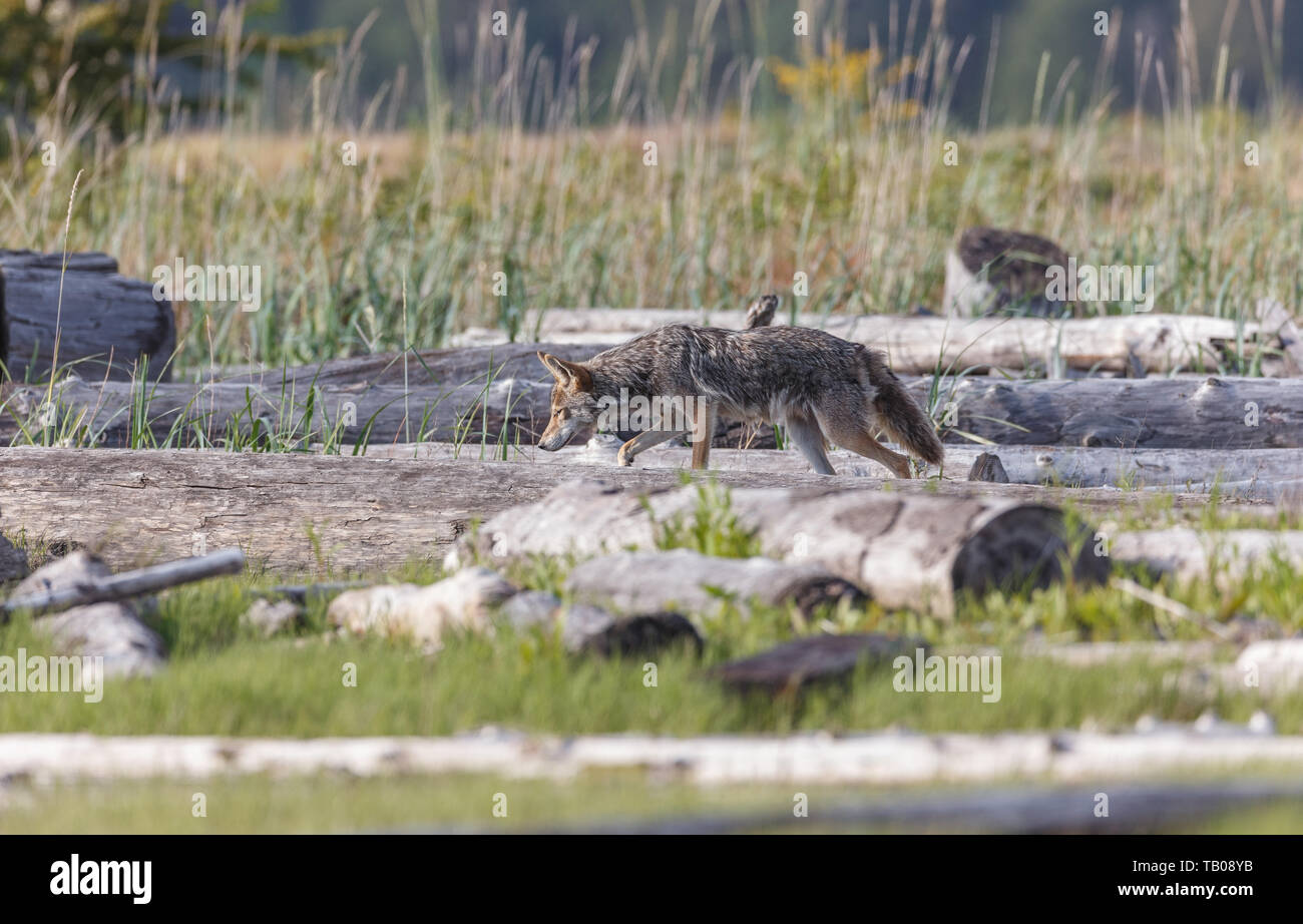 Prairie wolf hi-res stock photography and images - Alamy