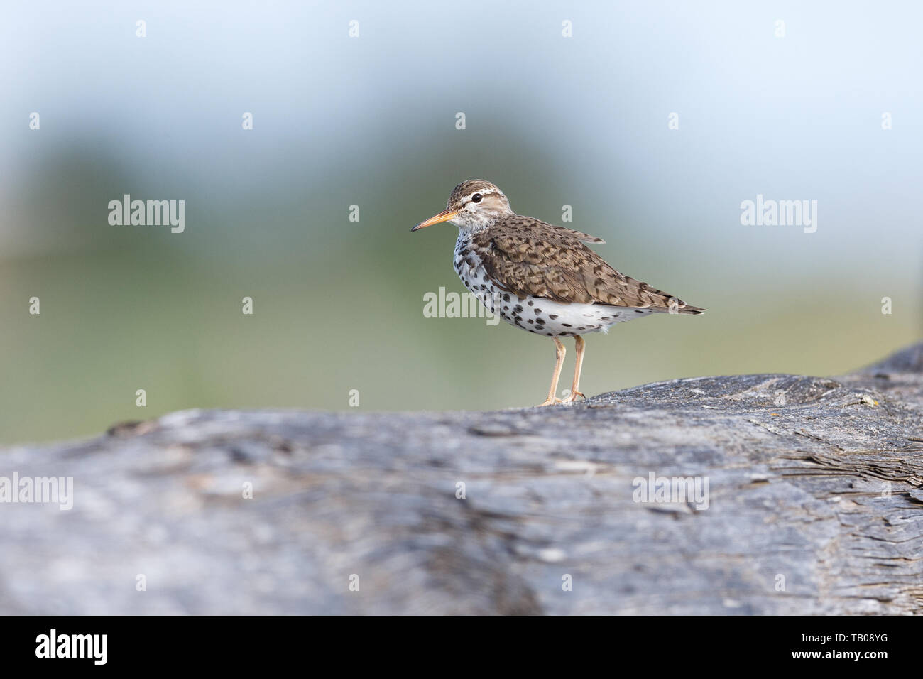 spotted sandpiper bird at Richmond BC Canada Stock Photo - Alamy