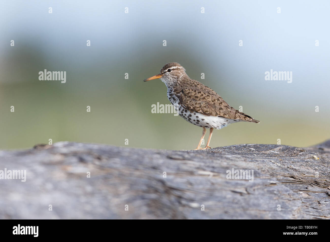 spotted sandpiper bird at Richmond BC Canada Stock Photo - Alamy