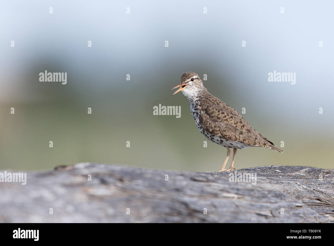 spotted sandpiper bird at Richmond BC Canada Stock Photo - Alamy