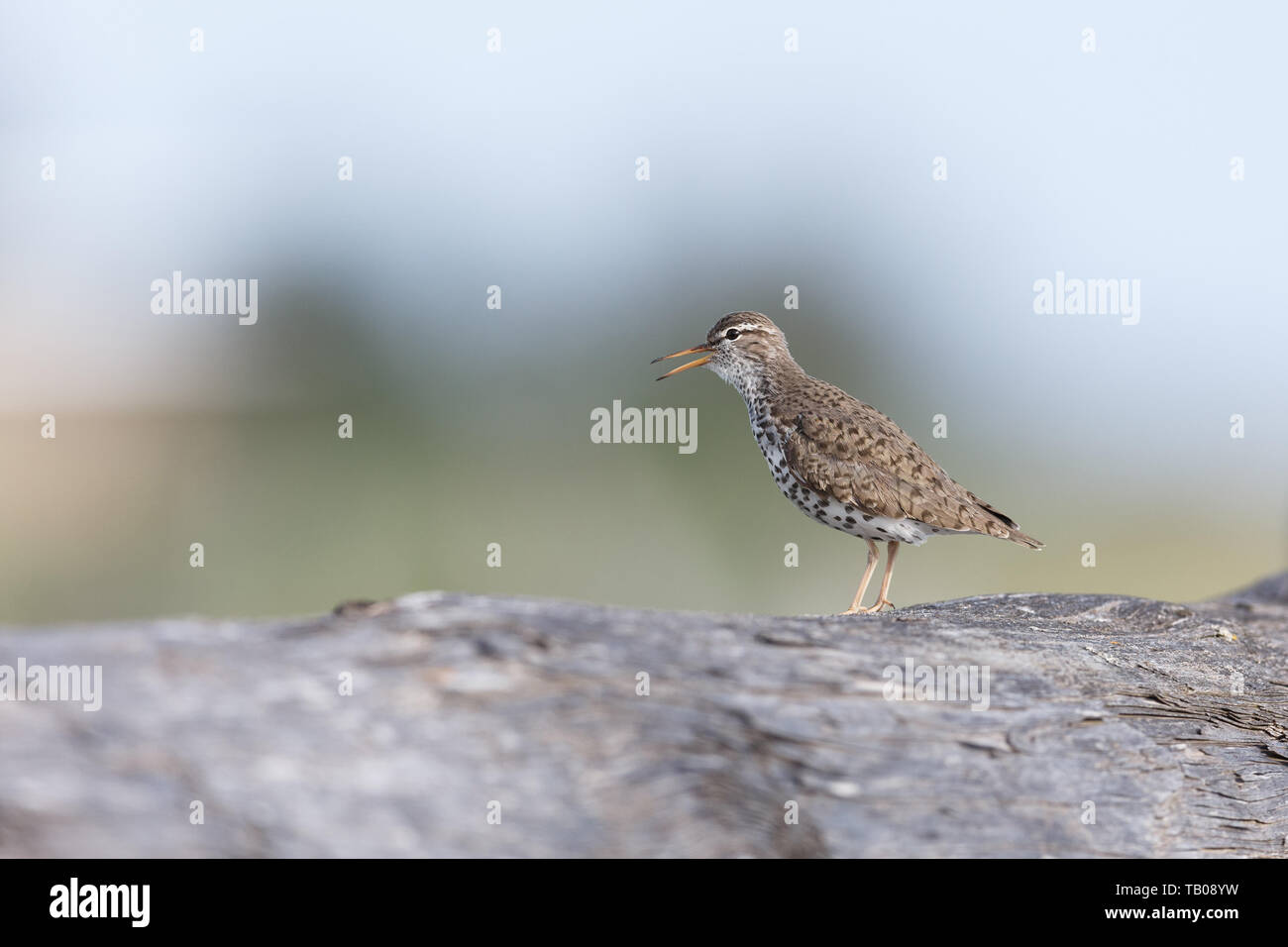 spotted sandpiper bird at Richmond BC Canada Stock Photo - Alamy