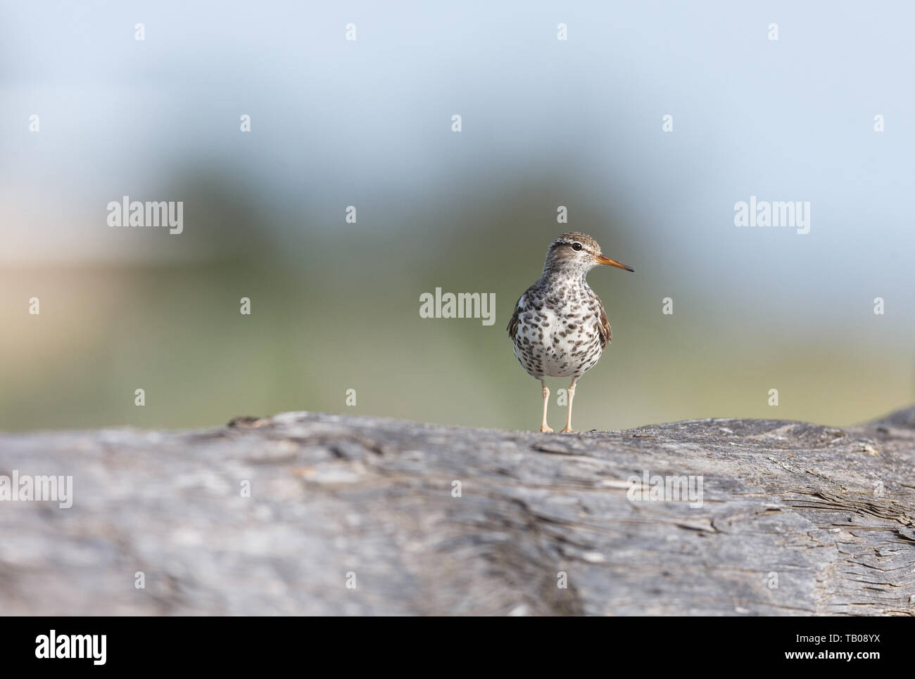 spotted sandpiper bird at Richmond BC Canada Stock Photo - Alamy