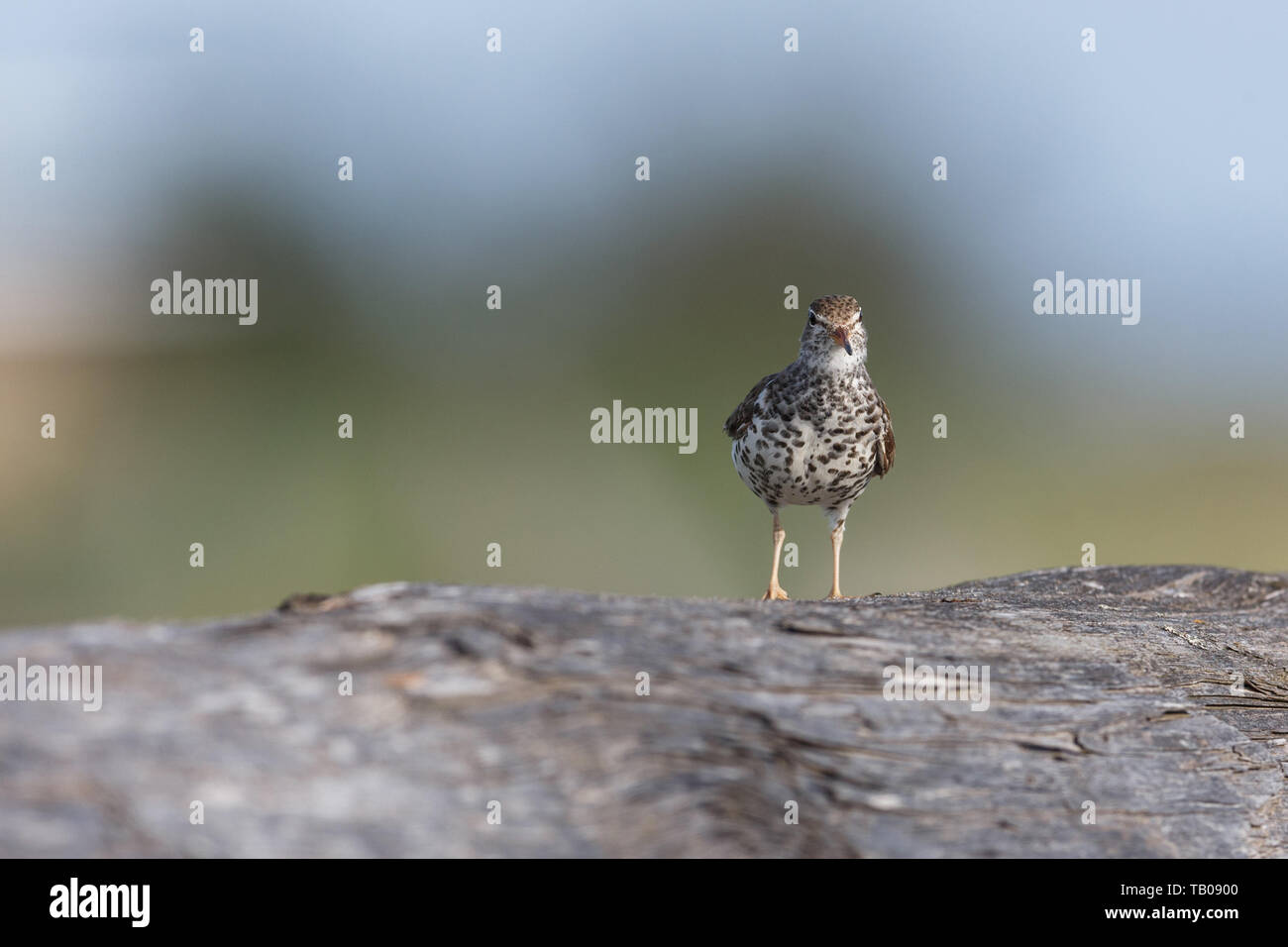 spotted sandpiper bird at Richmond BC Canada Stock Photo - Alamy