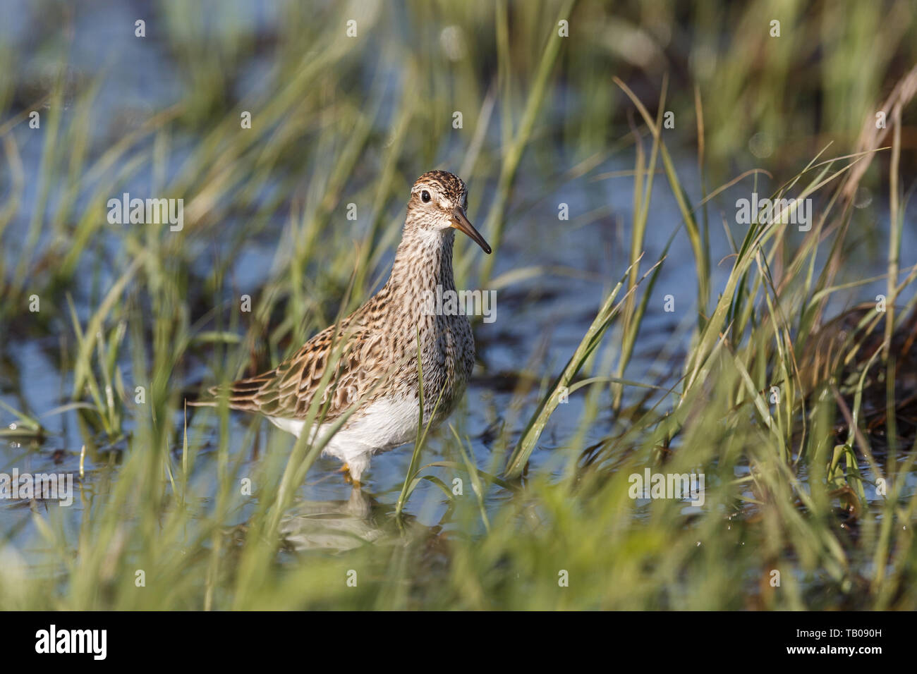 pectoral Sandpiper bird at Richmond BC Canada Stock Photo - Alamy