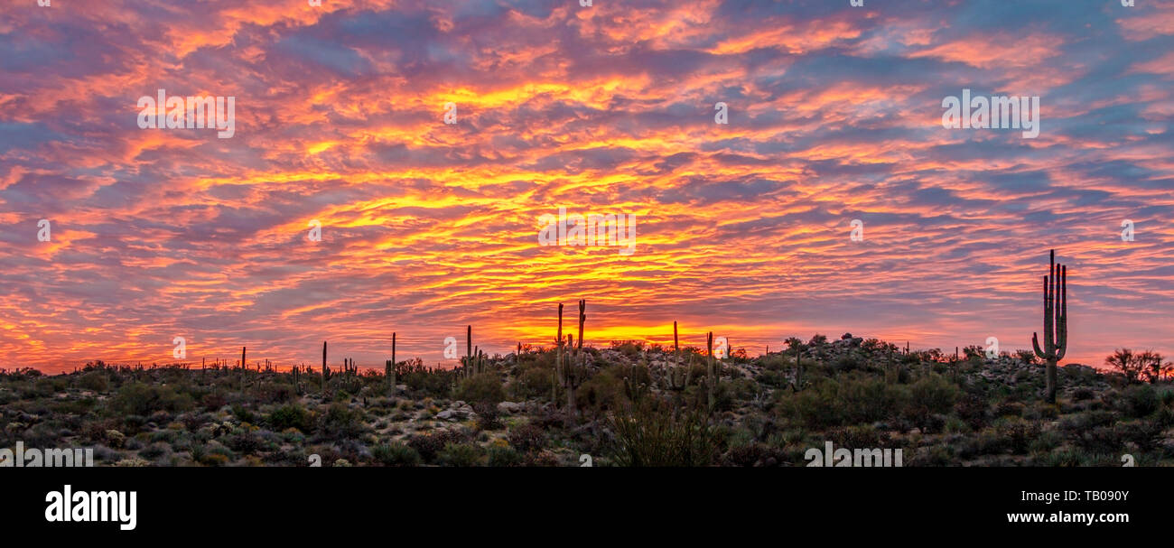 Vibrant & Stunning Arizona Desert Sunrise Landscape with cactus and ...