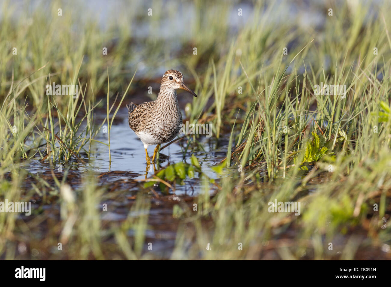 pectoral Sandpiper bird at Richmond BC Canada Stock Photo - Alamy