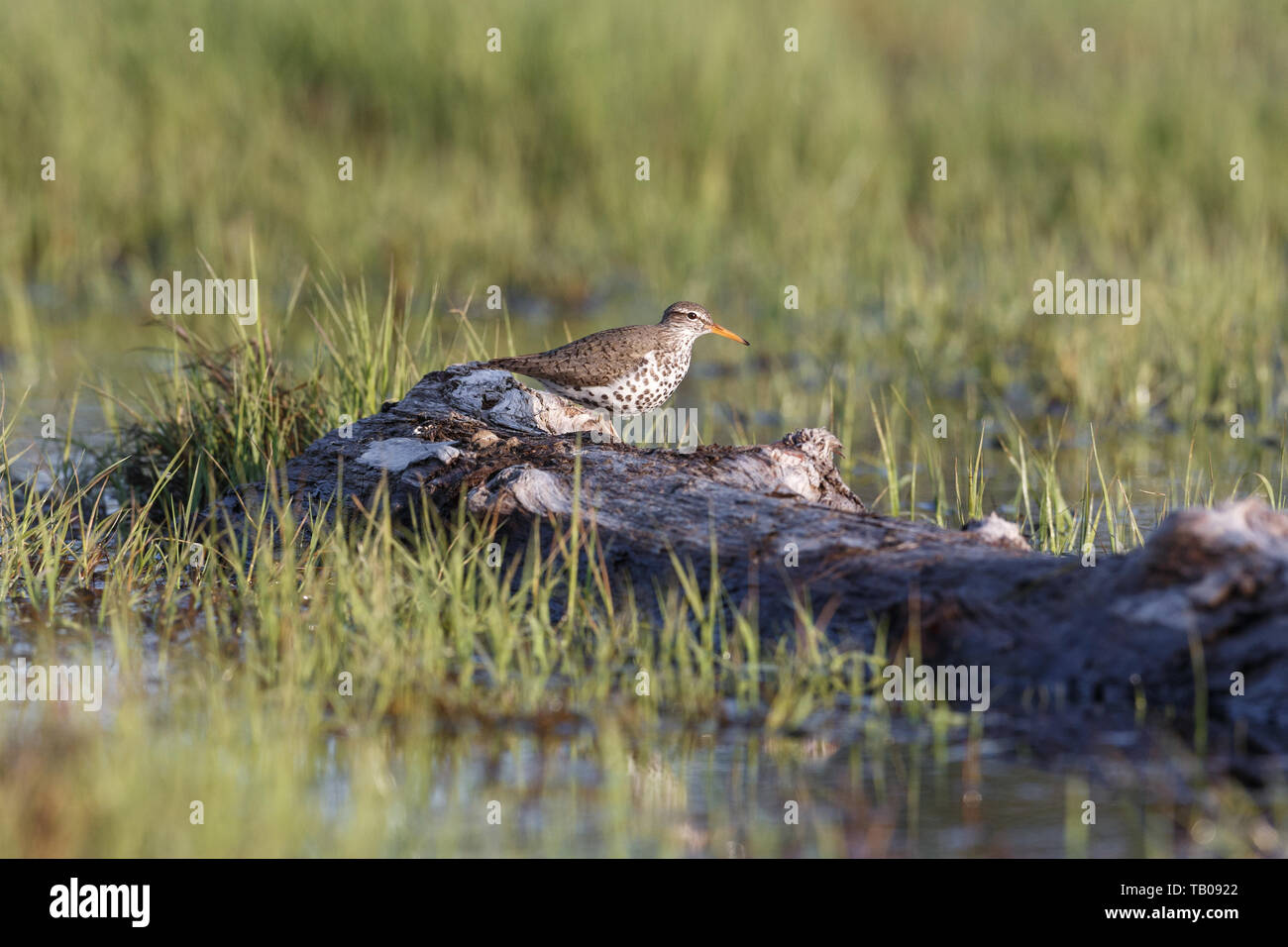 spotted sandpiper bird at Richmond BC Canada Stock Photo - Alamy