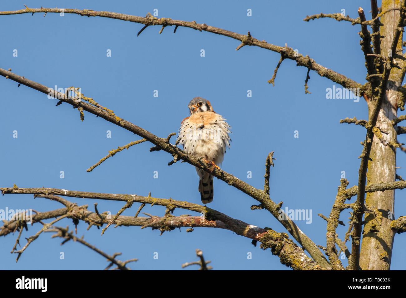 american kestrel bird at Burnaby BC Canada Stock Photo - Alamy
