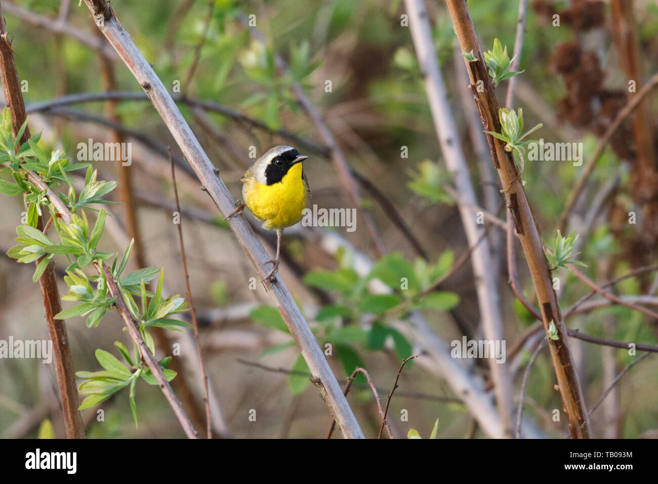 Common Yellowthroat bird at Richmond BC Canada Stock Photo - Alamy