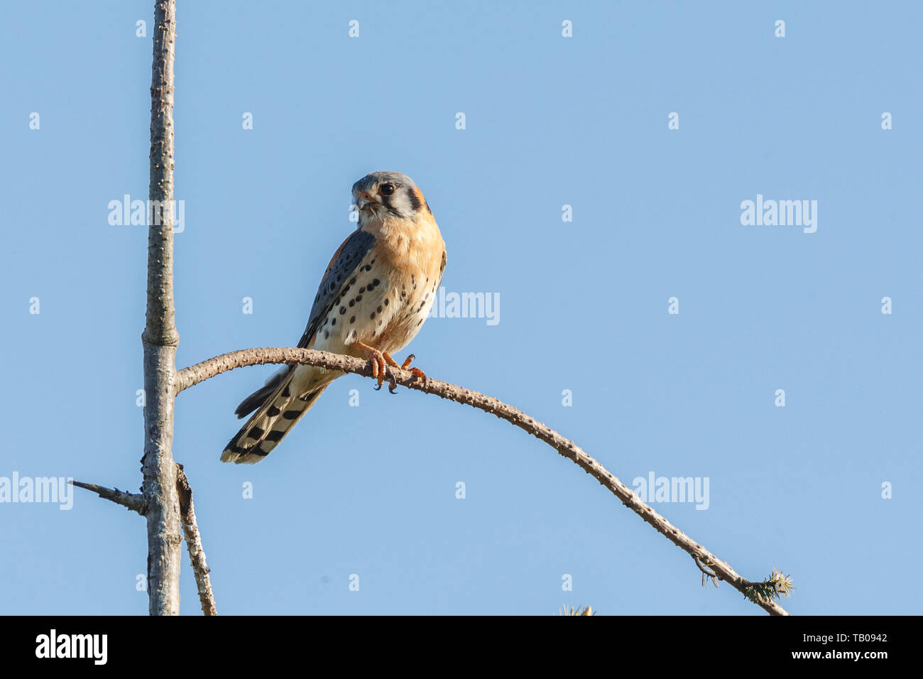 american kestrel bird at Burnaby BC Canada Stock Photo - Alamy
