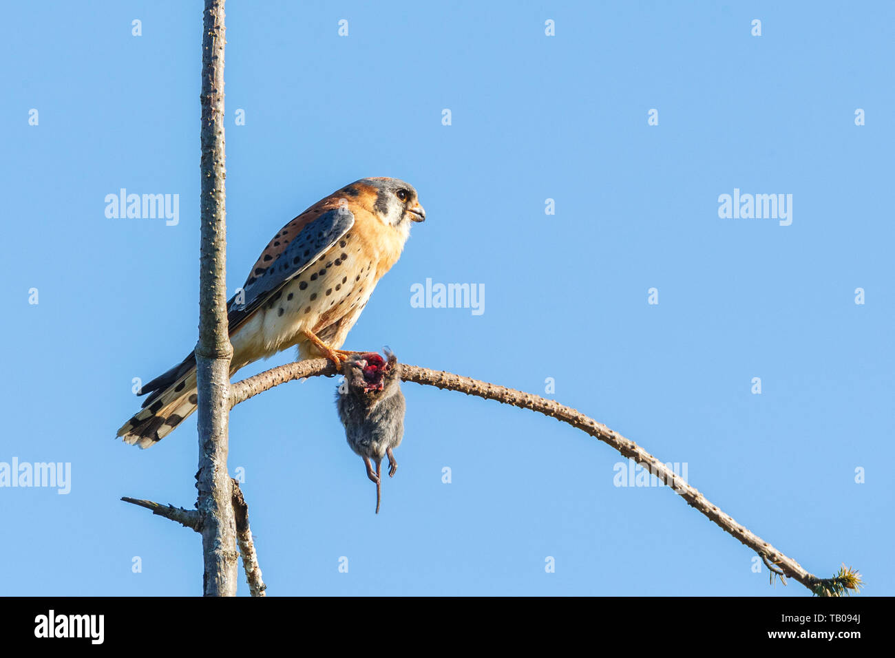 Kestrel With Mouse High Resolution Stock Photography and Images - Alamy