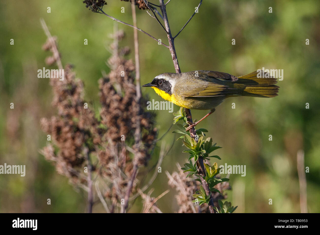 Common Yellowthroat bird at Richmond BC Canada Stock Photo - Alamy
