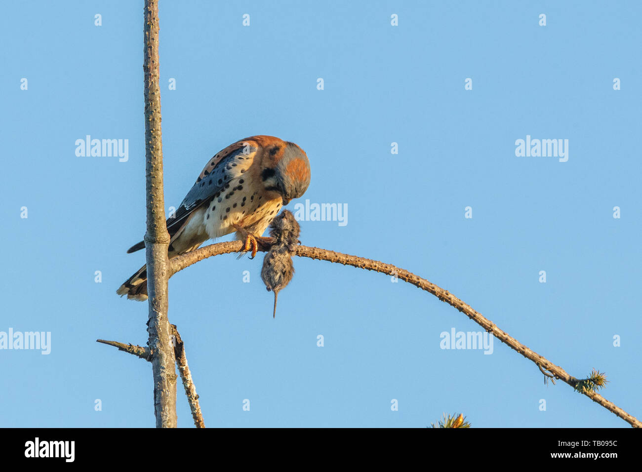american kestrel with mouse at Burnaby BC Canada Stock Photo - Alamy