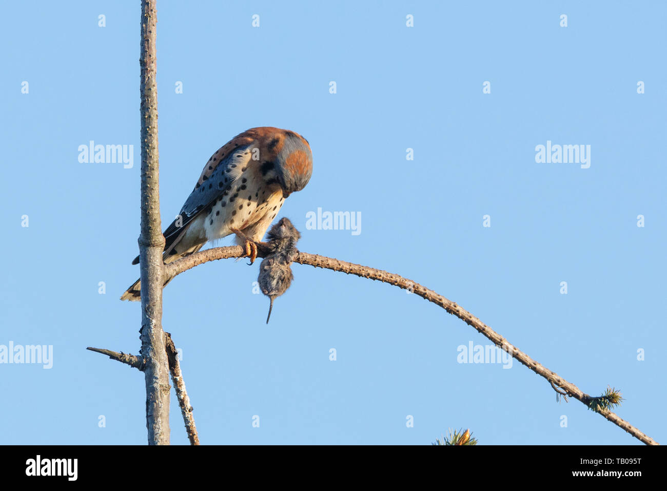 american kestrel with mouse at Burnaby BC Canada Stock Photo - Alamy