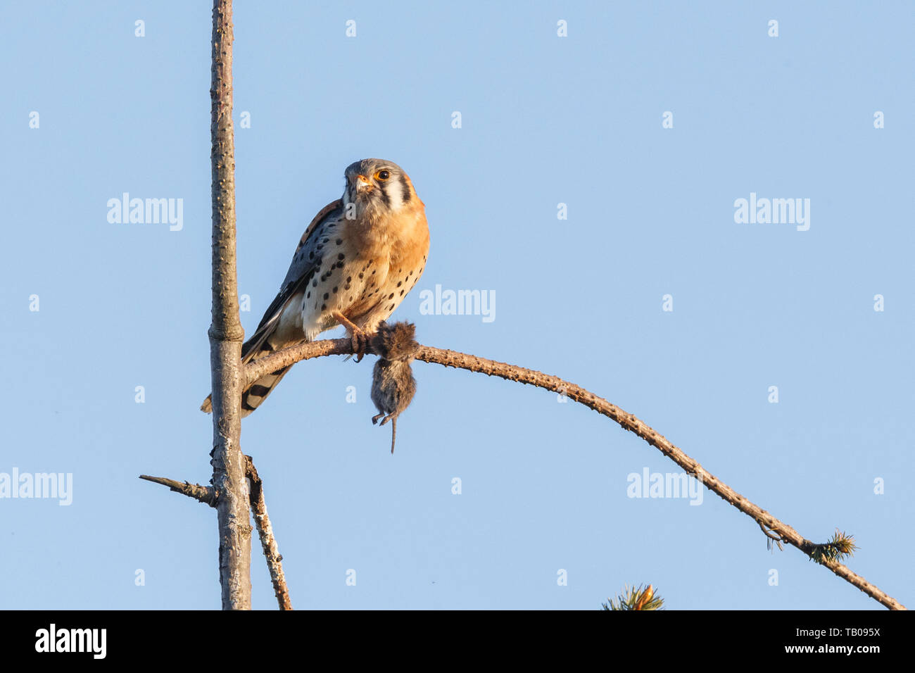 Kestrel With Mouse High Resolution Stock Photography and Images - Alamy