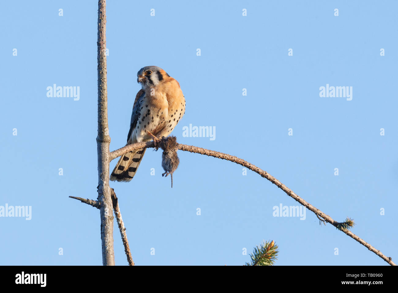 american kestrel with mouse at Burnaby BC Canada Stock Photo - Alamy