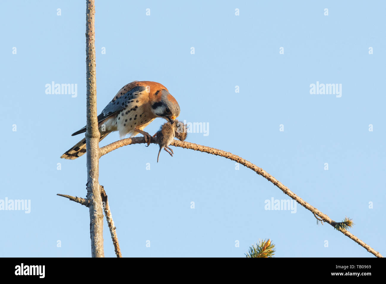 american kestrel with mouse at Burnaby BC Canada Stock Photo - Alamy