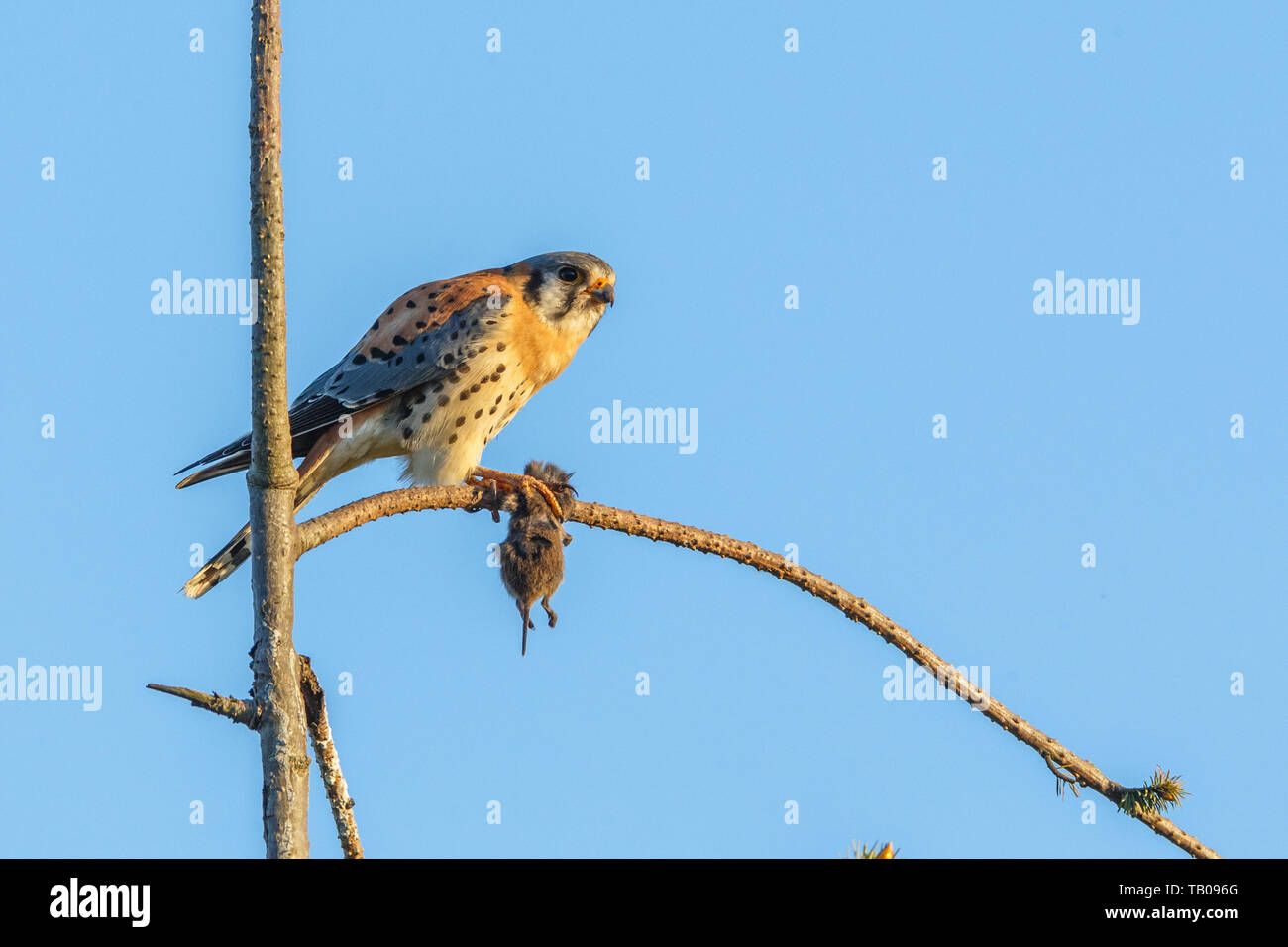 american kestrel with mouse at Burnaby BC Canada Stock Photo - Alamy