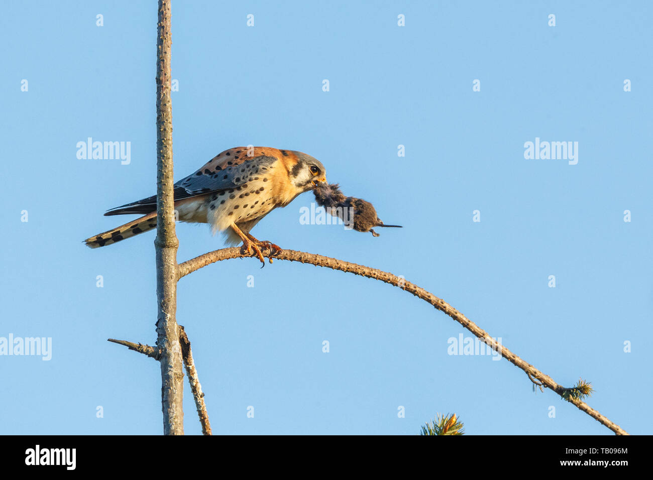 american kestrel with mouse at Burnaby BC Canada Stock Photo - Alamy