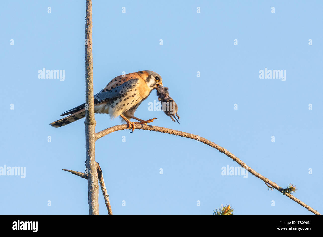 american kestrel with mouse at Burnaby BC Canada Stock Photo - Alamy