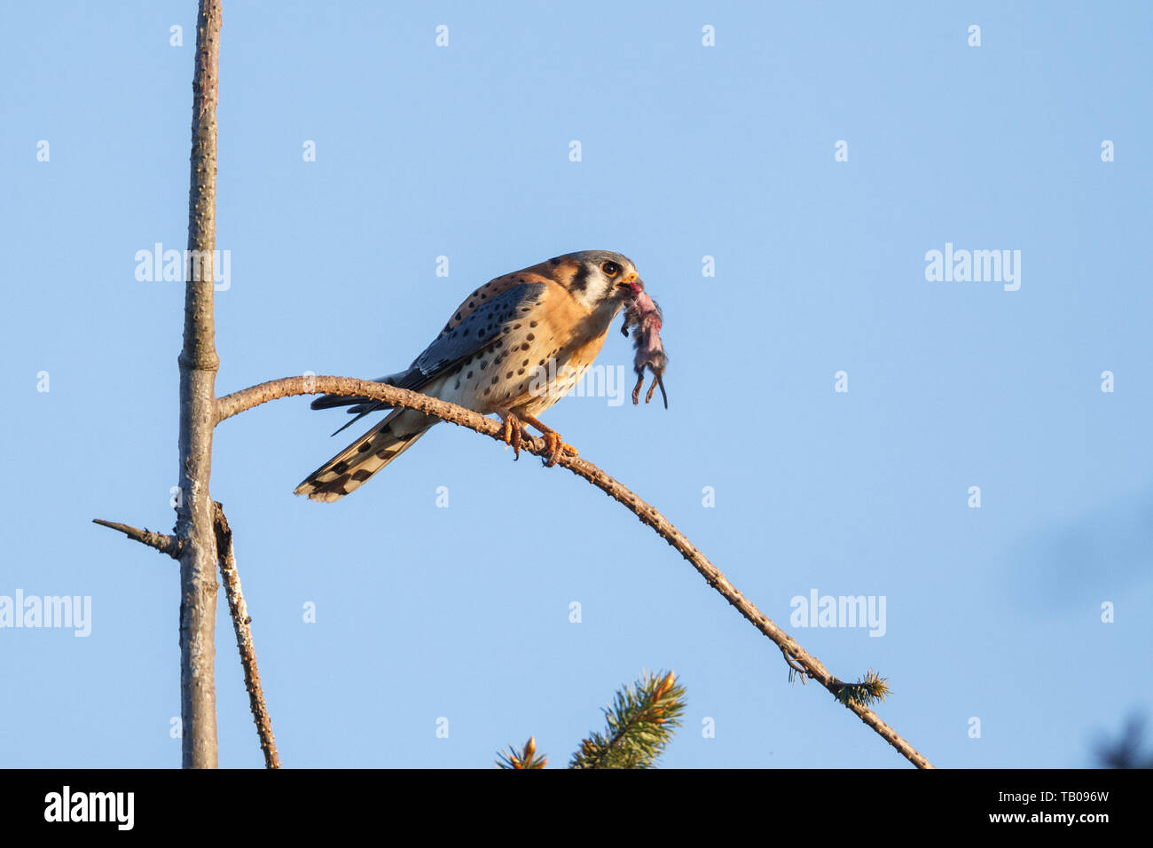 american kestrel with mouse at Burnaby BC Canada Stock Photo - Alamy