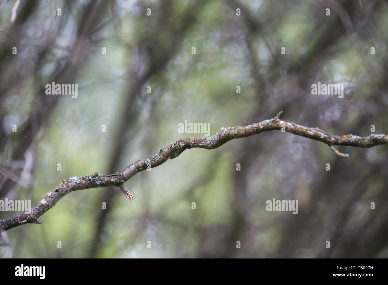 green tree branch for background Stock Photo - Alamy