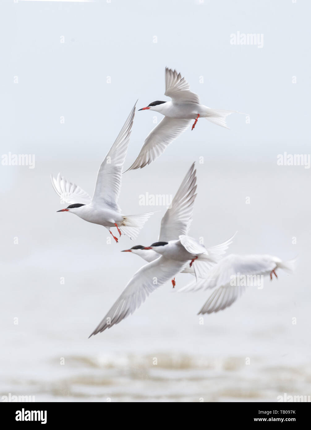 flying common tern bird at Richmond BC Canada Stock Photo - Alamy