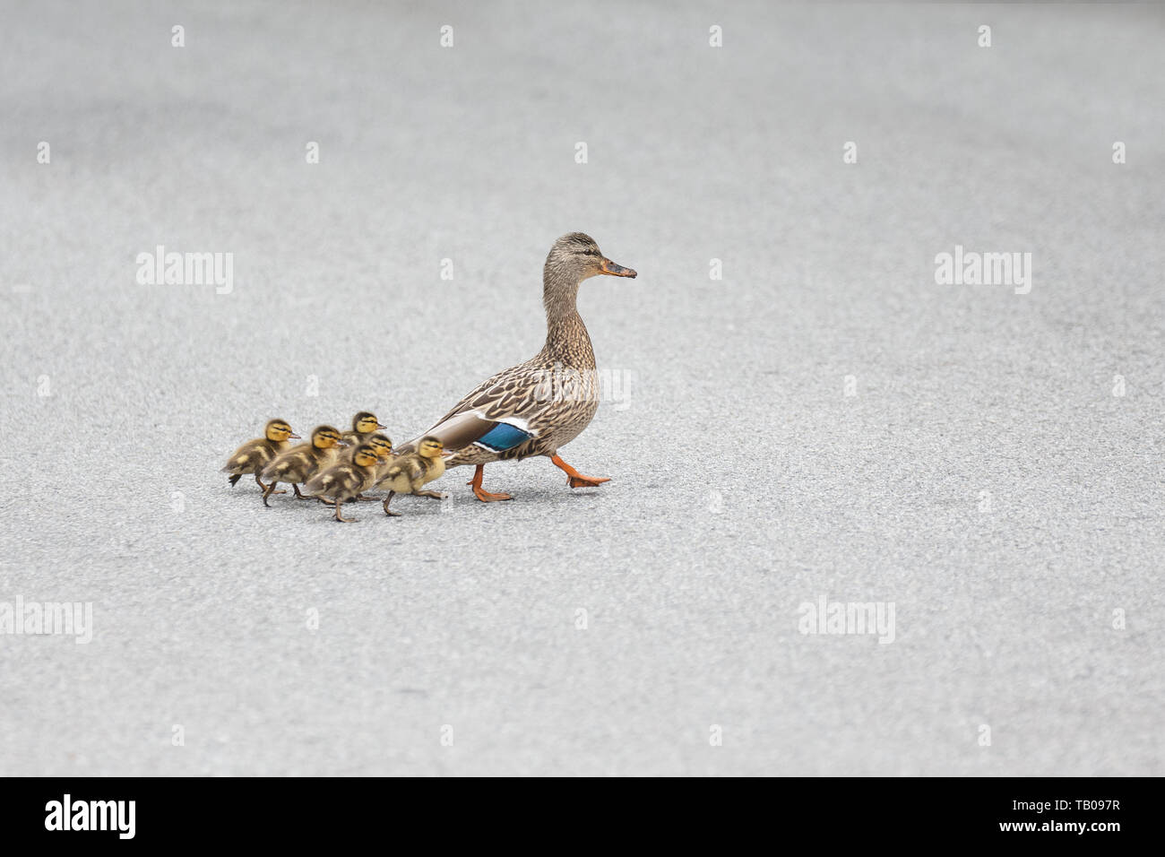Female Mallard duck with ducklings at BC Canada Stock Photo - Alamy