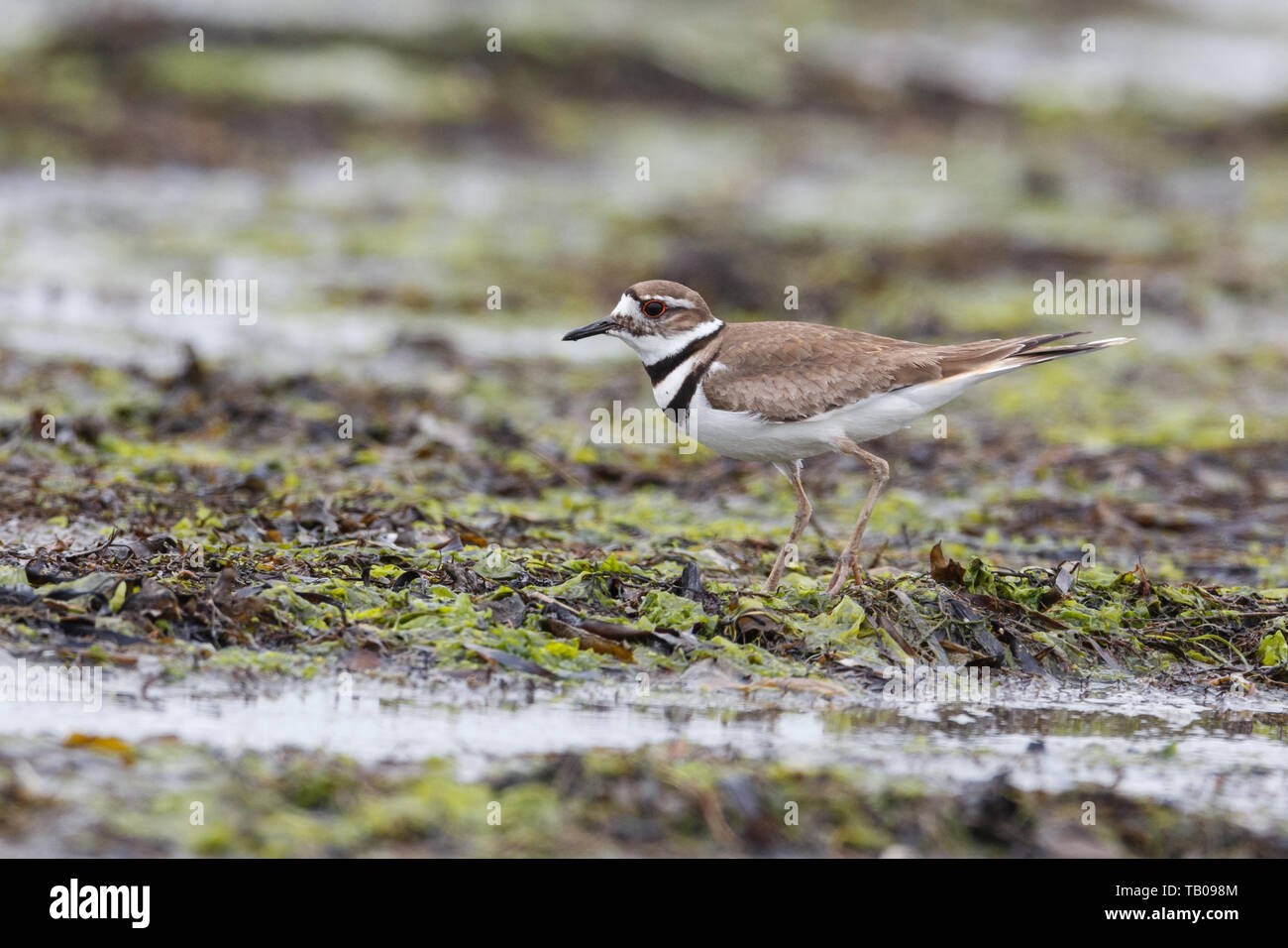 Killdeer plover bird at Richmond BC Canada Stock Photo - Alamy