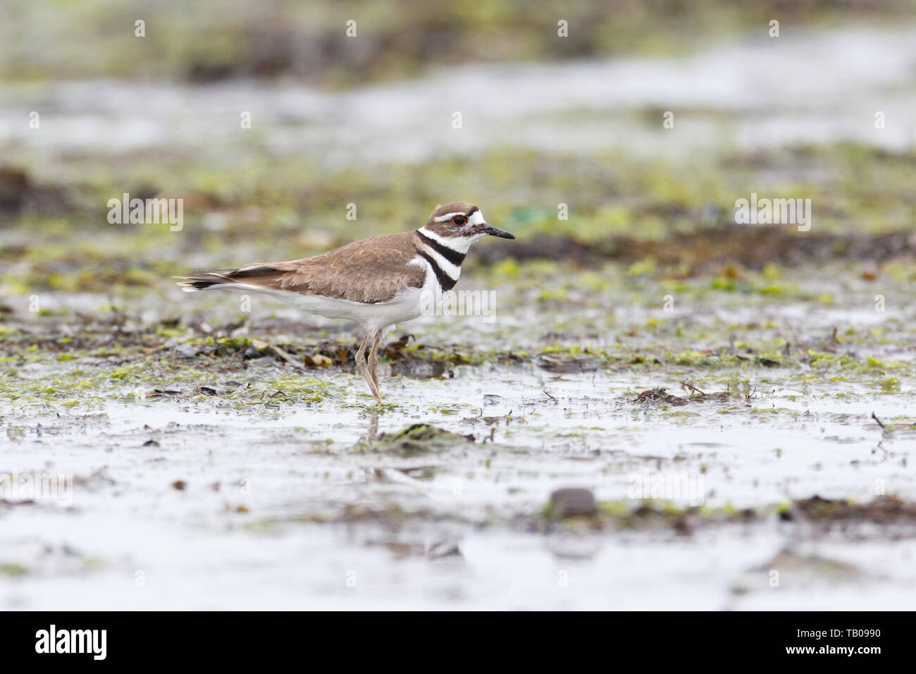 Killdeer plover bird at Richmond BC Canada Stock Photo - Alamy