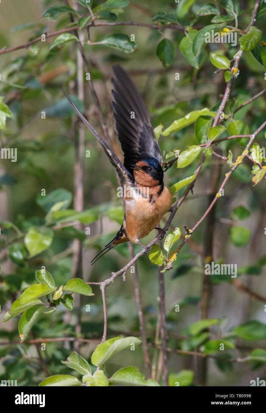 barn swallow bird at Richmond BC Canada Stock Photo - Alamy
