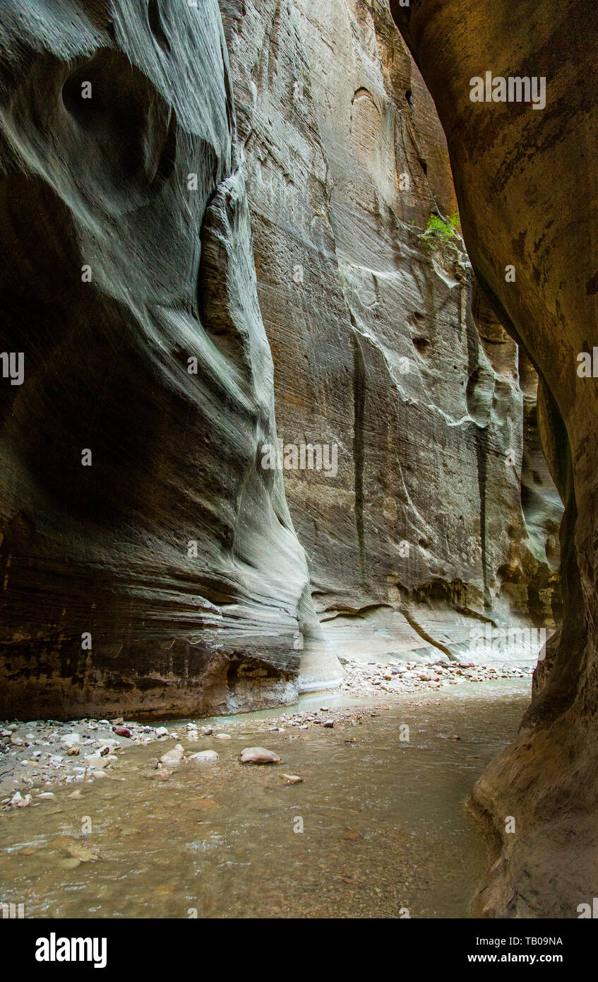 Creek water hiking trail in slot canyon in The Narrows, Zion National ...