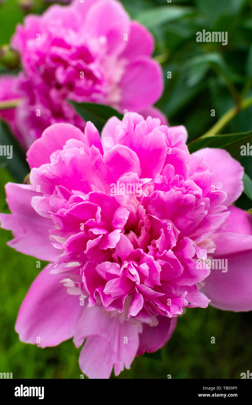 Beautiful blooming pink flowers in garden Stock Photo - Alamy