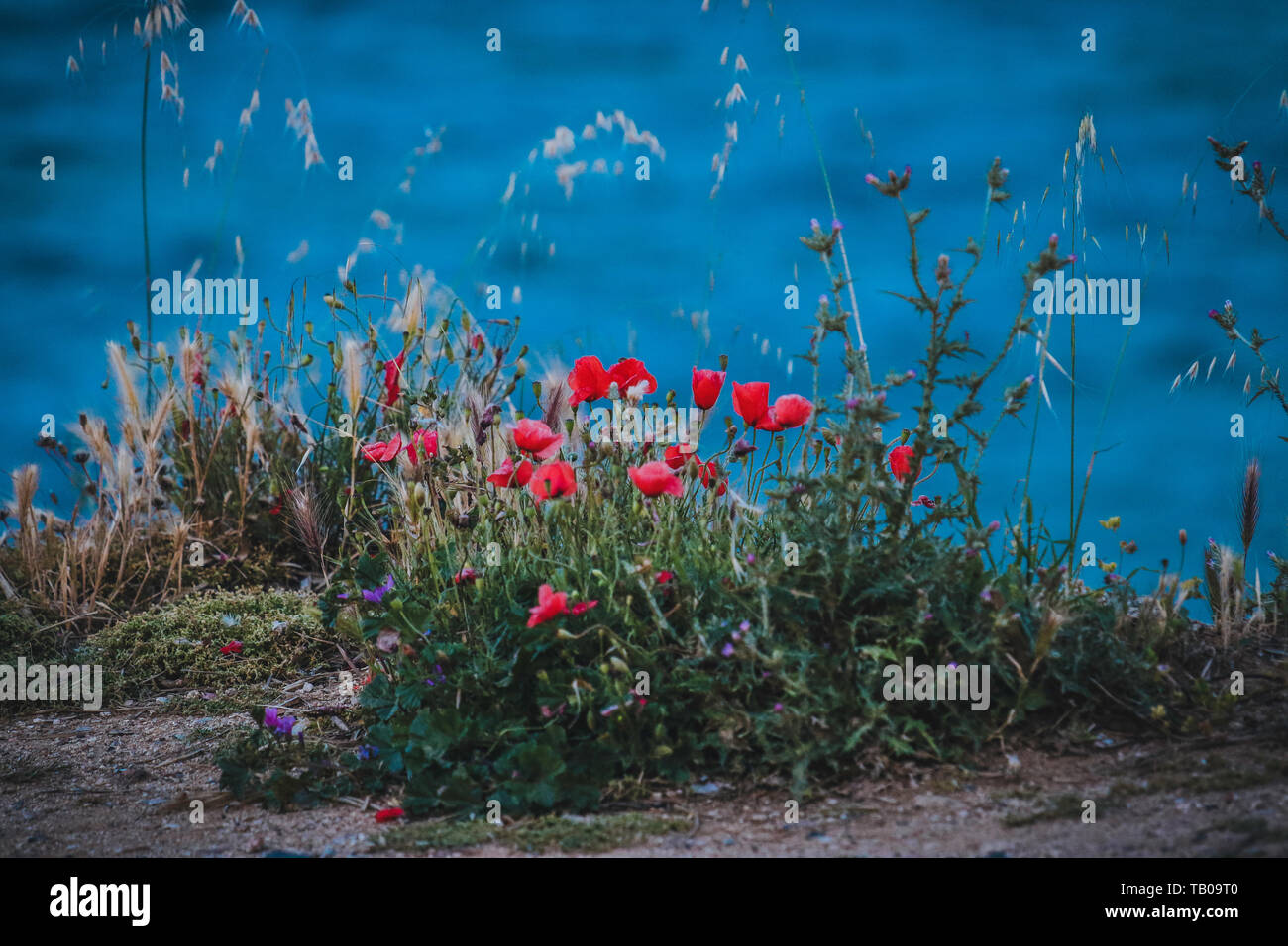 Nature photography - Spring wildflowers in the forest on the hillside ...