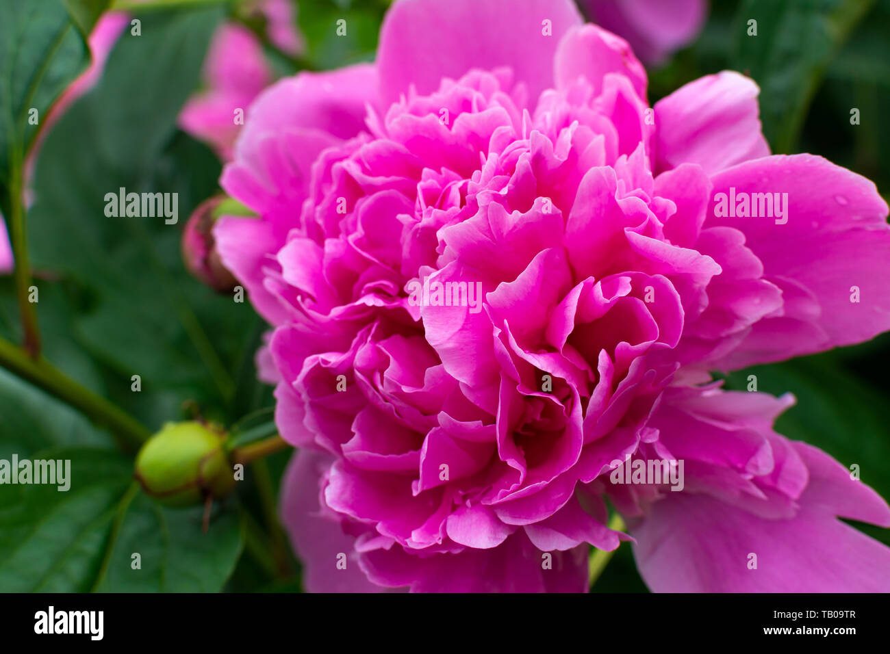 Beautiful blooming pink flowers in garden Stock Photo - Alamy