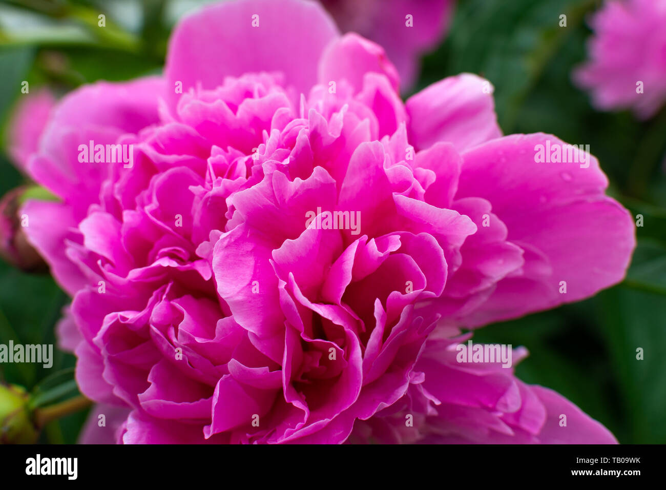 Beautiful blooming pink flowers in garden Stock Photo - Alamy