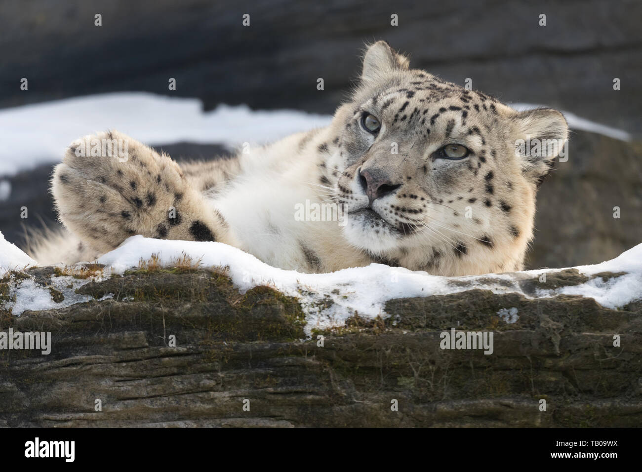 Asian snow leopard hi-res stock photography and images - Alamy