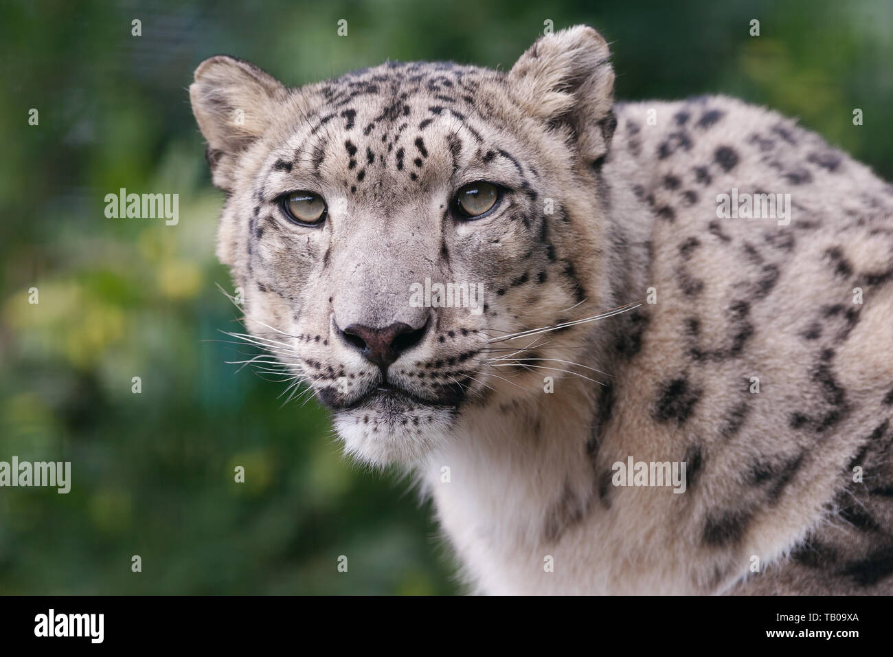 Snow Leopard head shot (portrait Stock Photo - Alamy