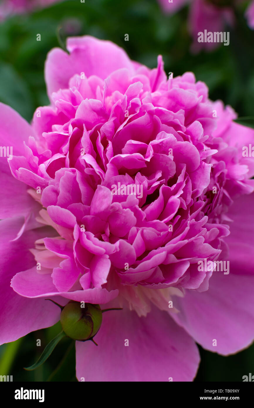Beautiful blooming pink flowers in garden Stock Photo - Alamy