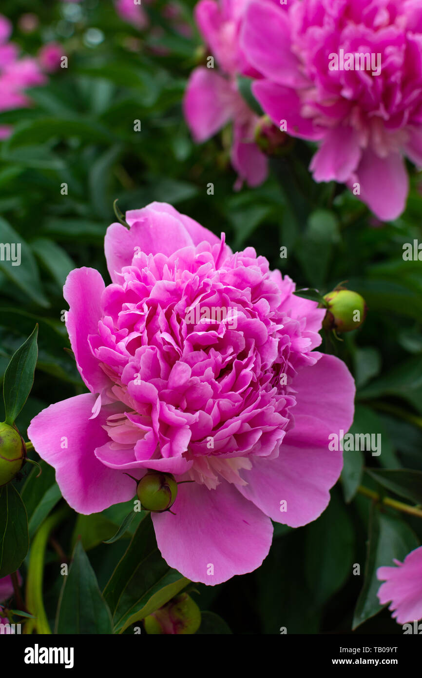 Beautiful blooming pink flowers in garden Stock Photo - Alamy