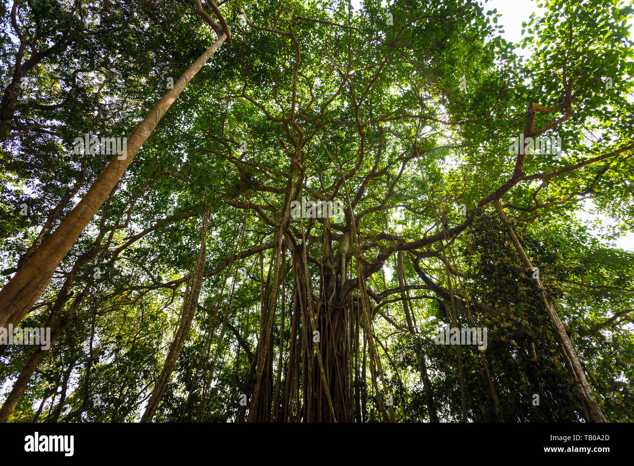 Banyan tree. Bodhi, budda, Goa Stock Photo - Alamy