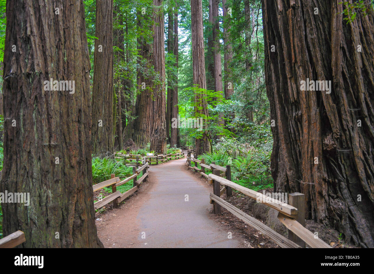 Walking along the path through the California redwoods Stock Photo - Alamy