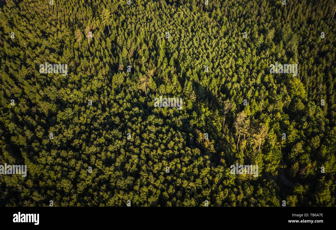 Aerial top view of coniferous green trees in a forest in Swiss Alps ...