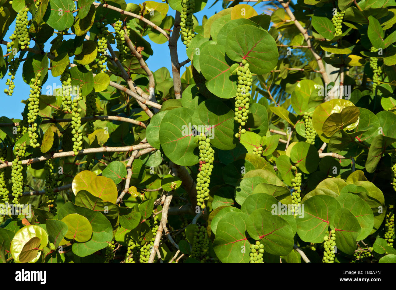 Sea grape coccoloba uvifera hi-res stock photography and images - Alamy