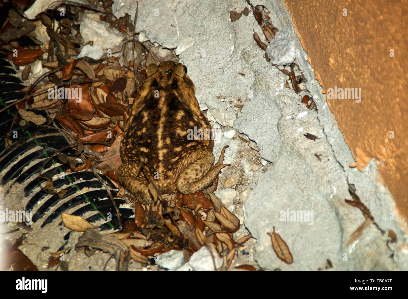 Death of a toad hi-res stock photography and images - Alamy