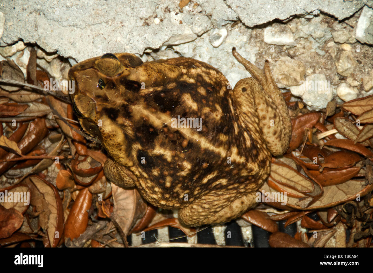 Large cane toad rhinella marina hi-res stock photography and images - Alamy