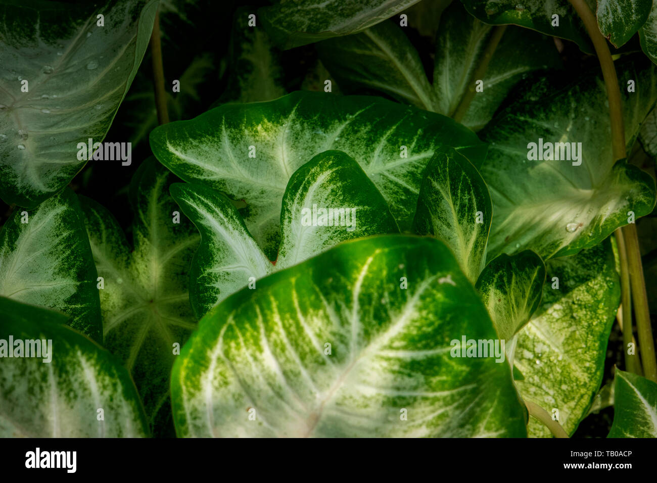 Mottled green hi-res stock photography and images - Alamy