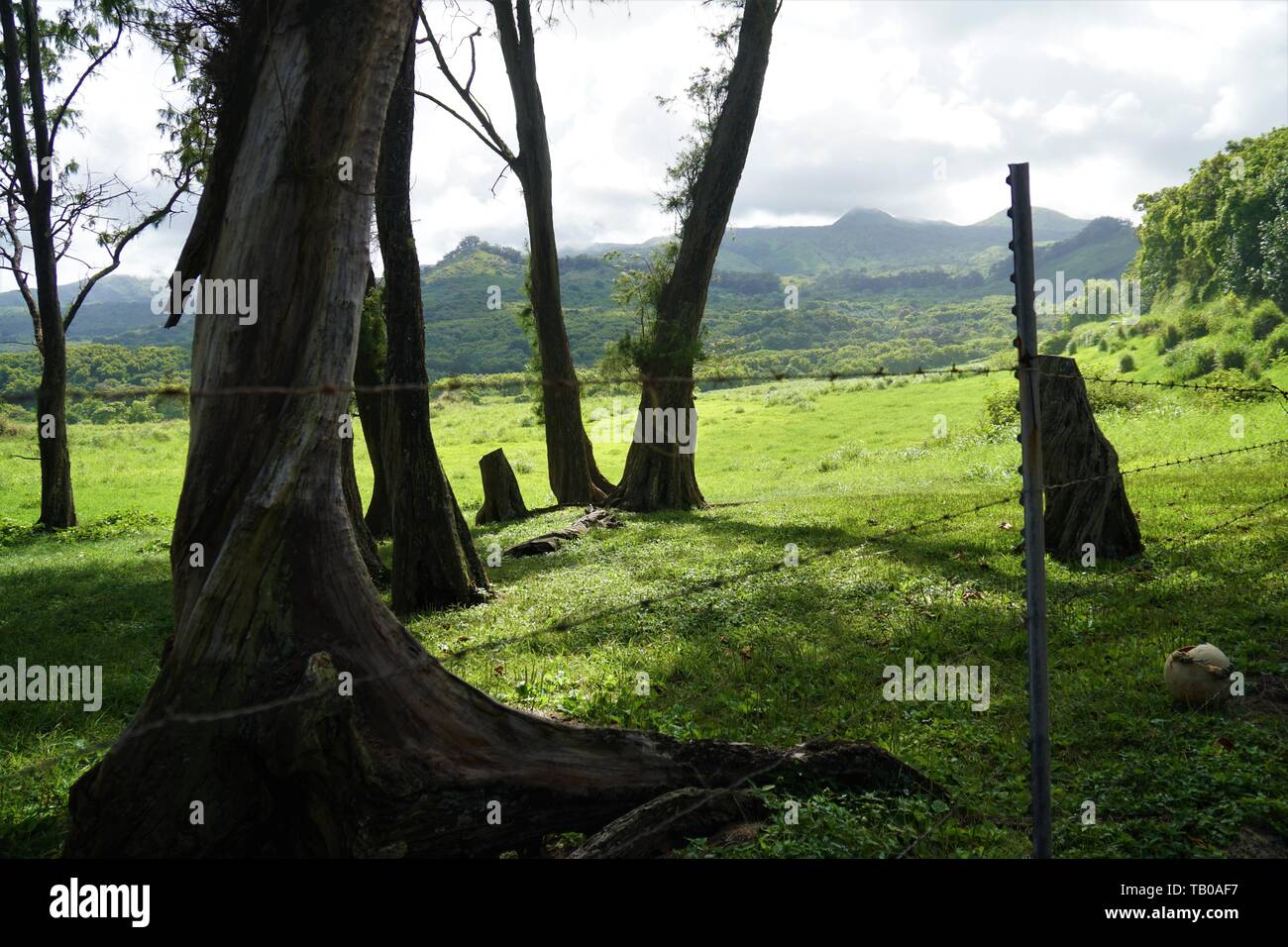 Maui hawaii field hi-res stock photography and images - Alamy