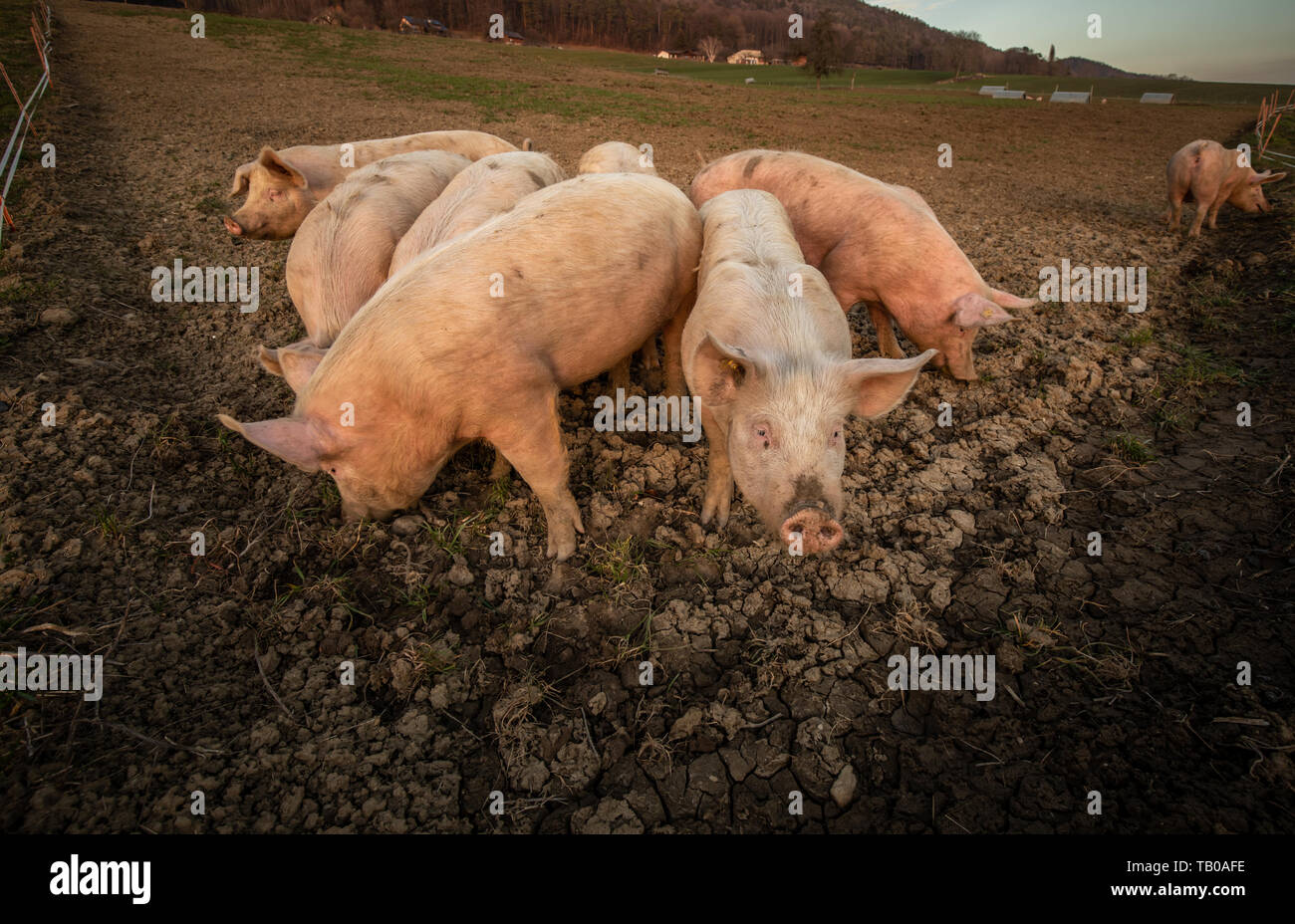 Pigs eating on a meadow in an organic meat farm - wide angle lens shot ...